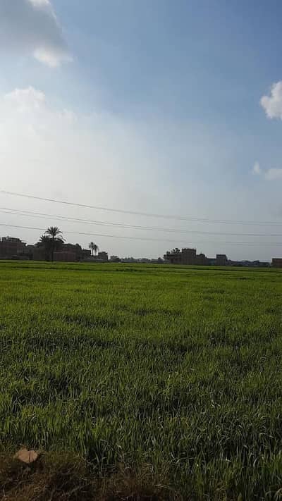 0 Agricultural Lands for Sale in Minya, Egypt | Bayut Egypt